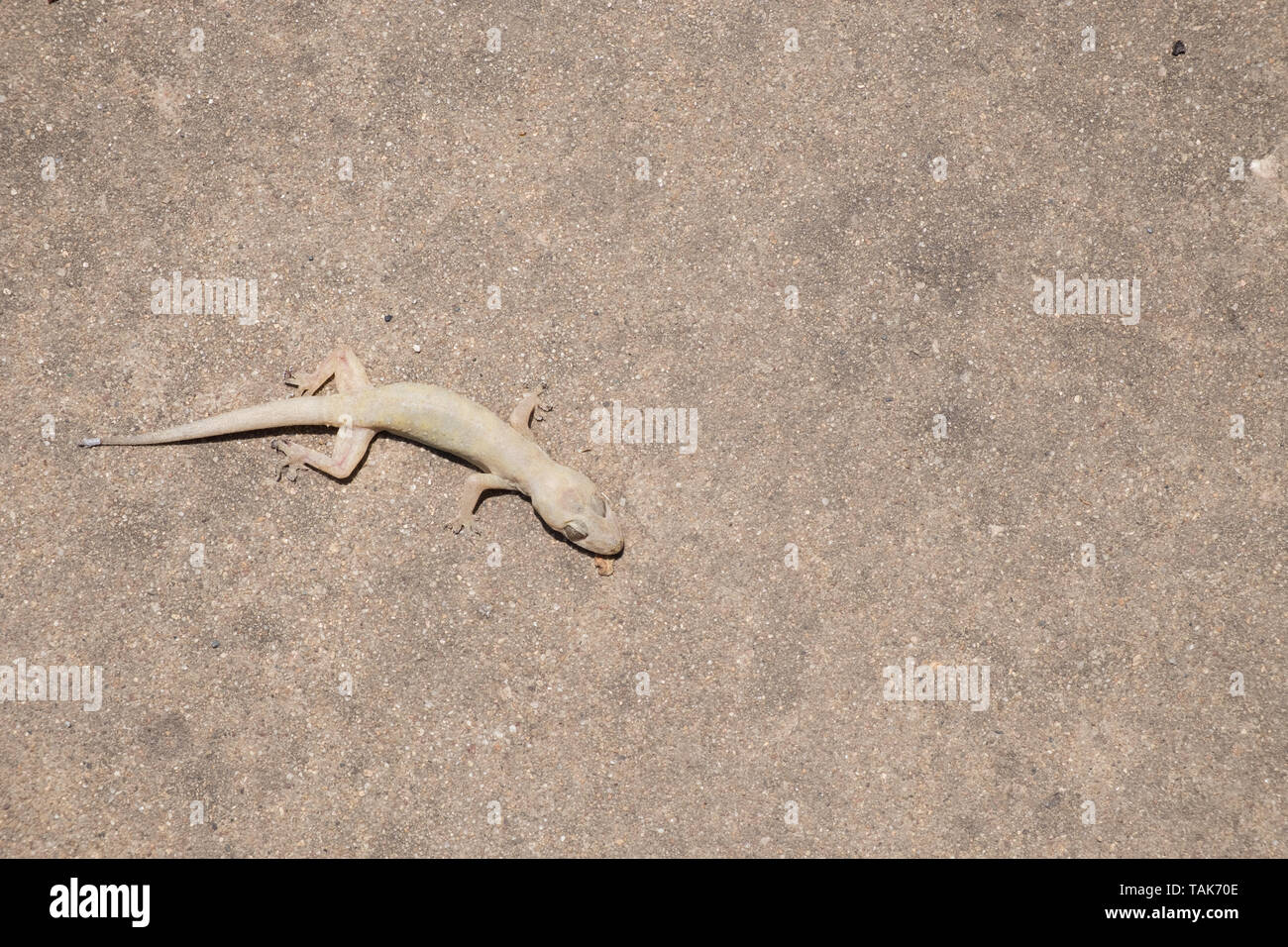 Dead lizard hi-res stock photography and images - Alamy