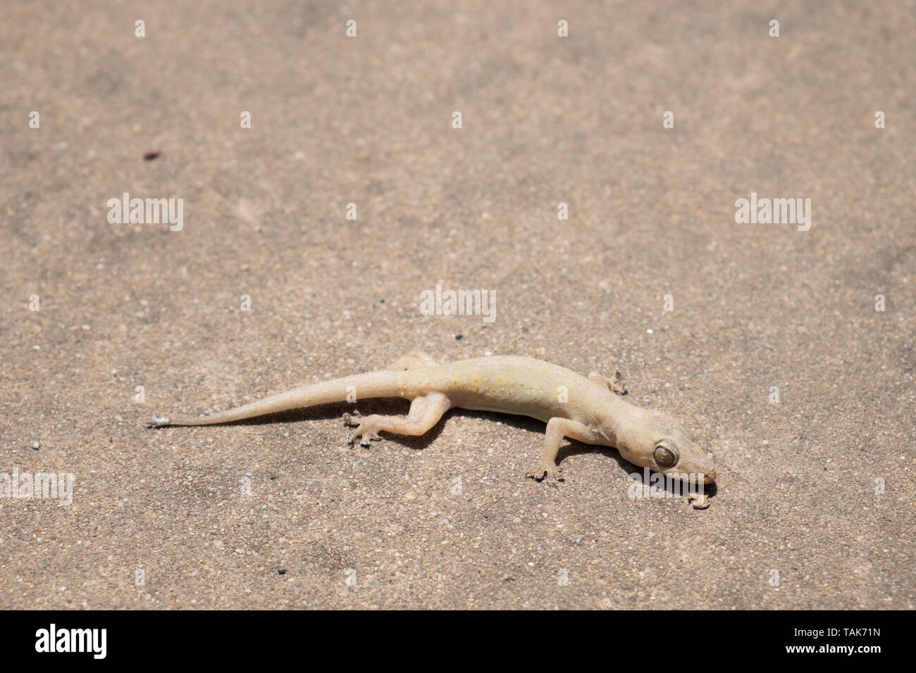 Close-Up images of asia small dead lizard Stock Photo - Alamy