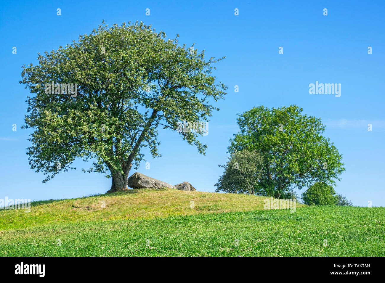 Tree on a hill and a passage grave Stock Photo - Alamy