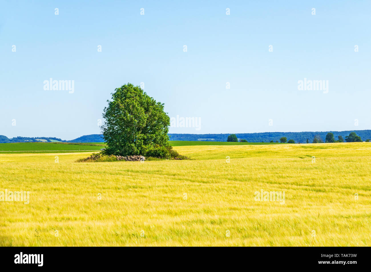Tree outcrop in field hi-res stock photography and images - Alamy