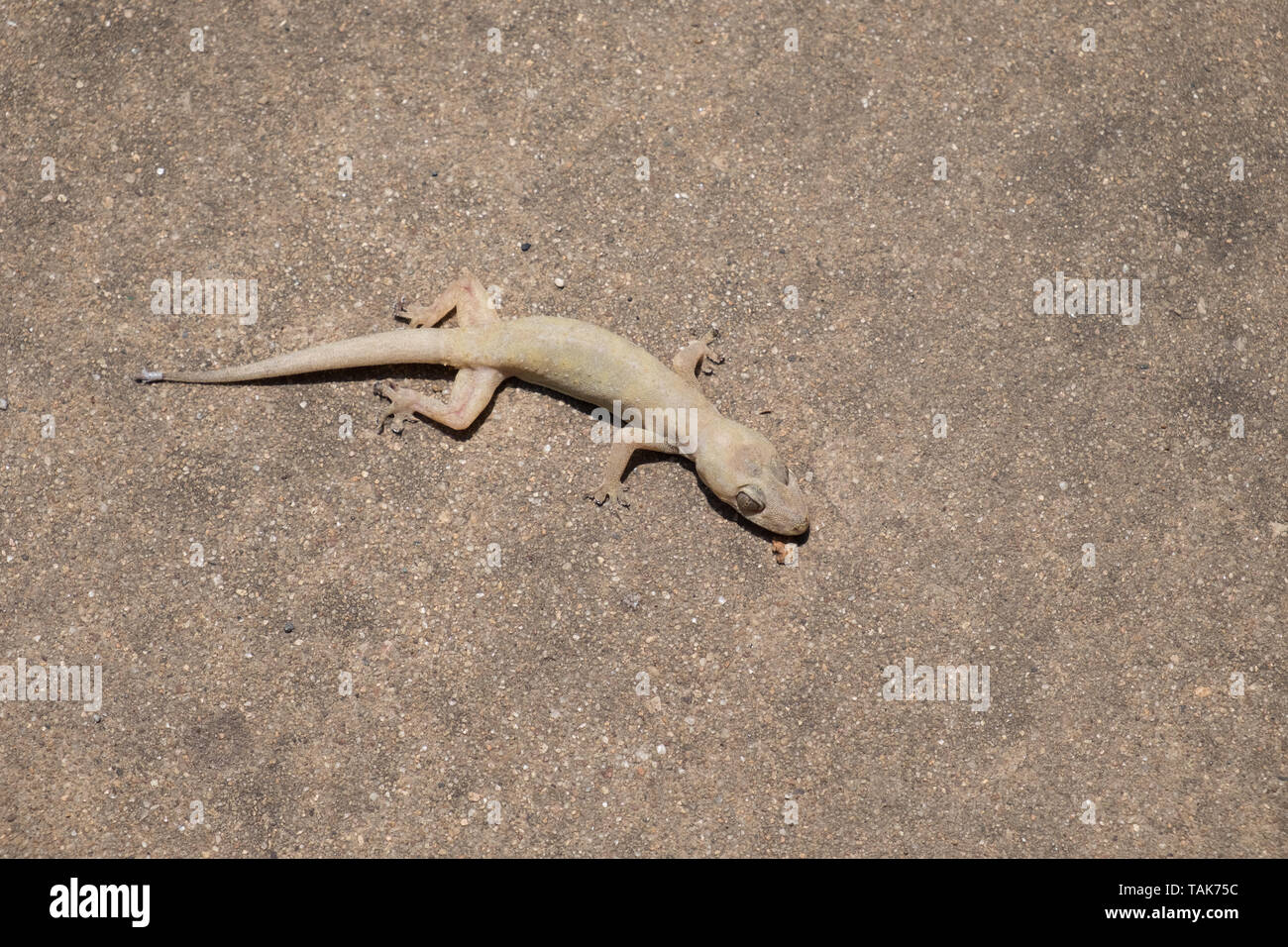 Dead Lizard High Resolution Stock Photography and Images - Alamy