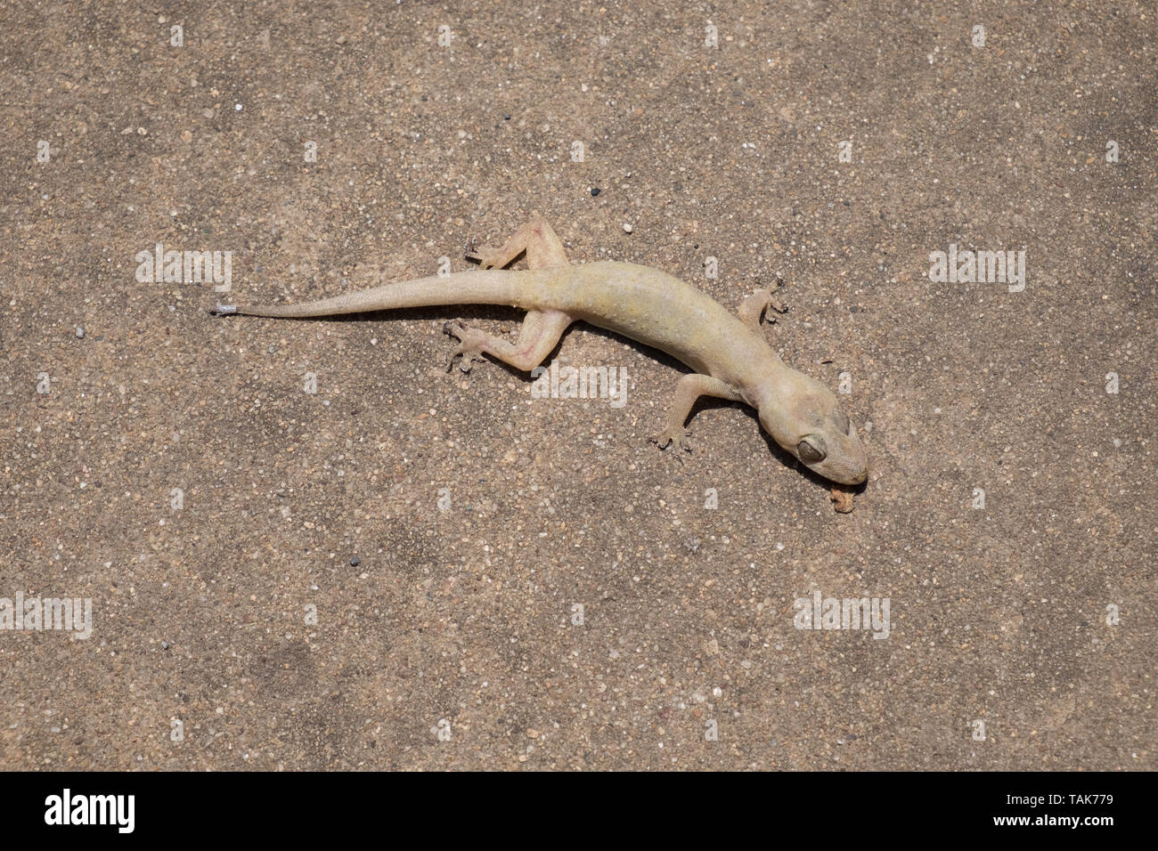 Close-Up images of asia small dead lizard Stock Photo - Alamy