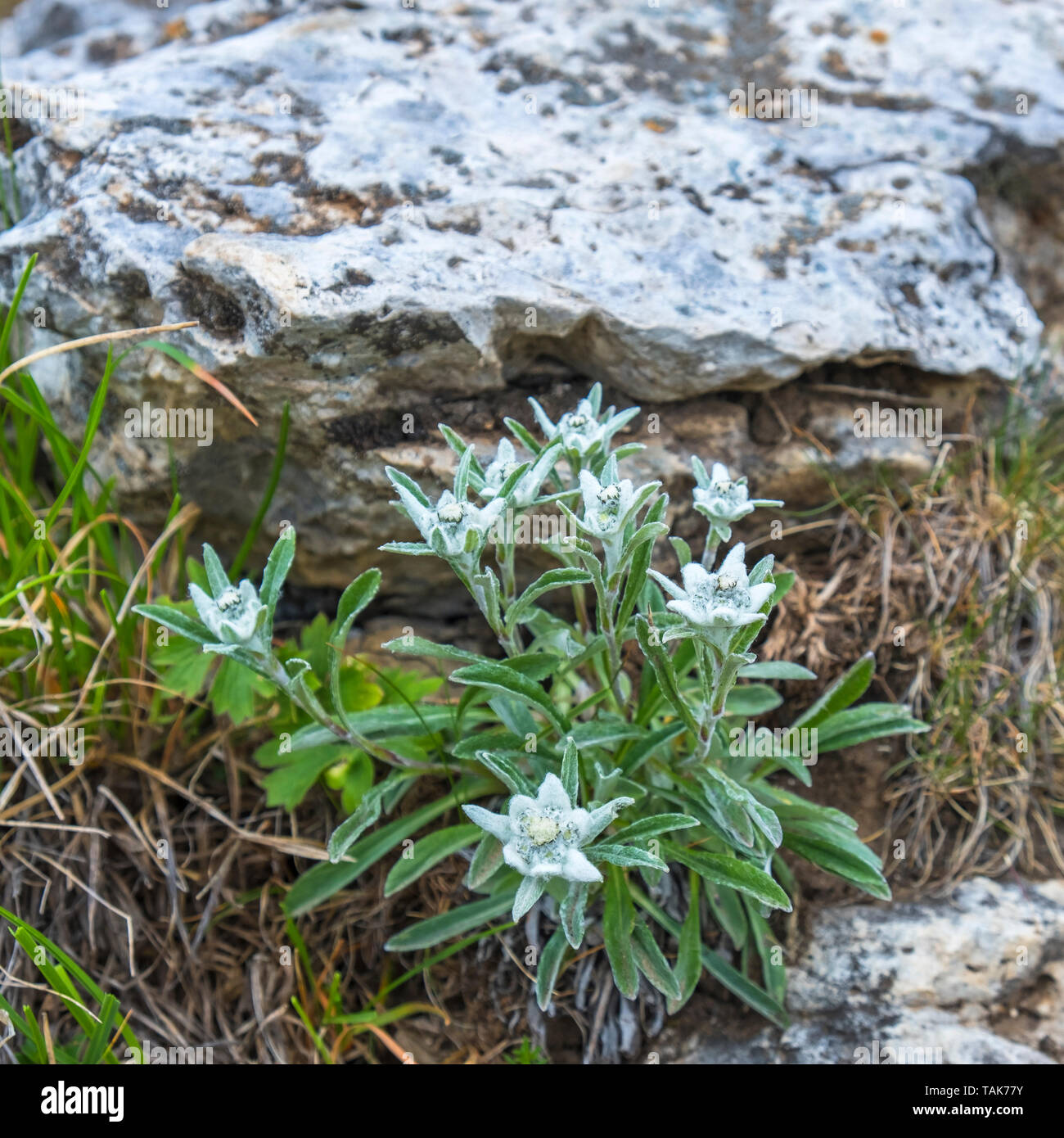 Edelweiss flowers growing in the alp mountains Stock Photo - Alamy