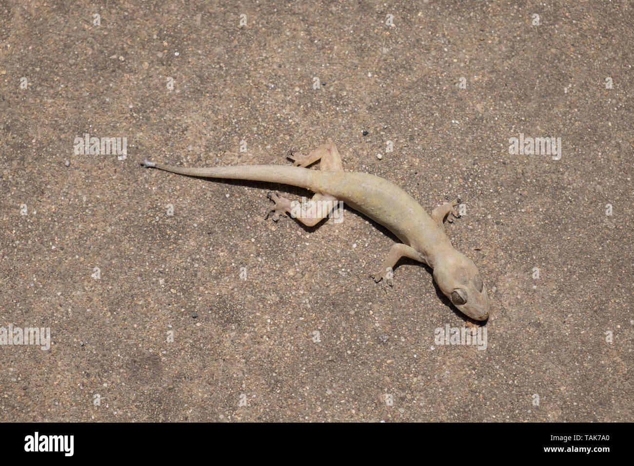 Close-Up images of asia small dead lizard Stock Photo - Alamy