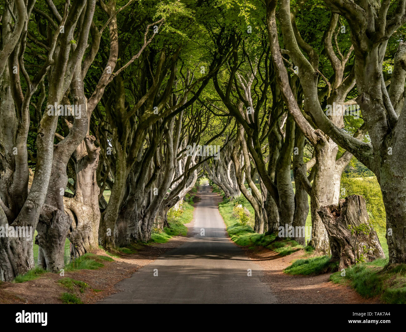The Dark Hedges - a famous location in Northern Ireland - travel ...