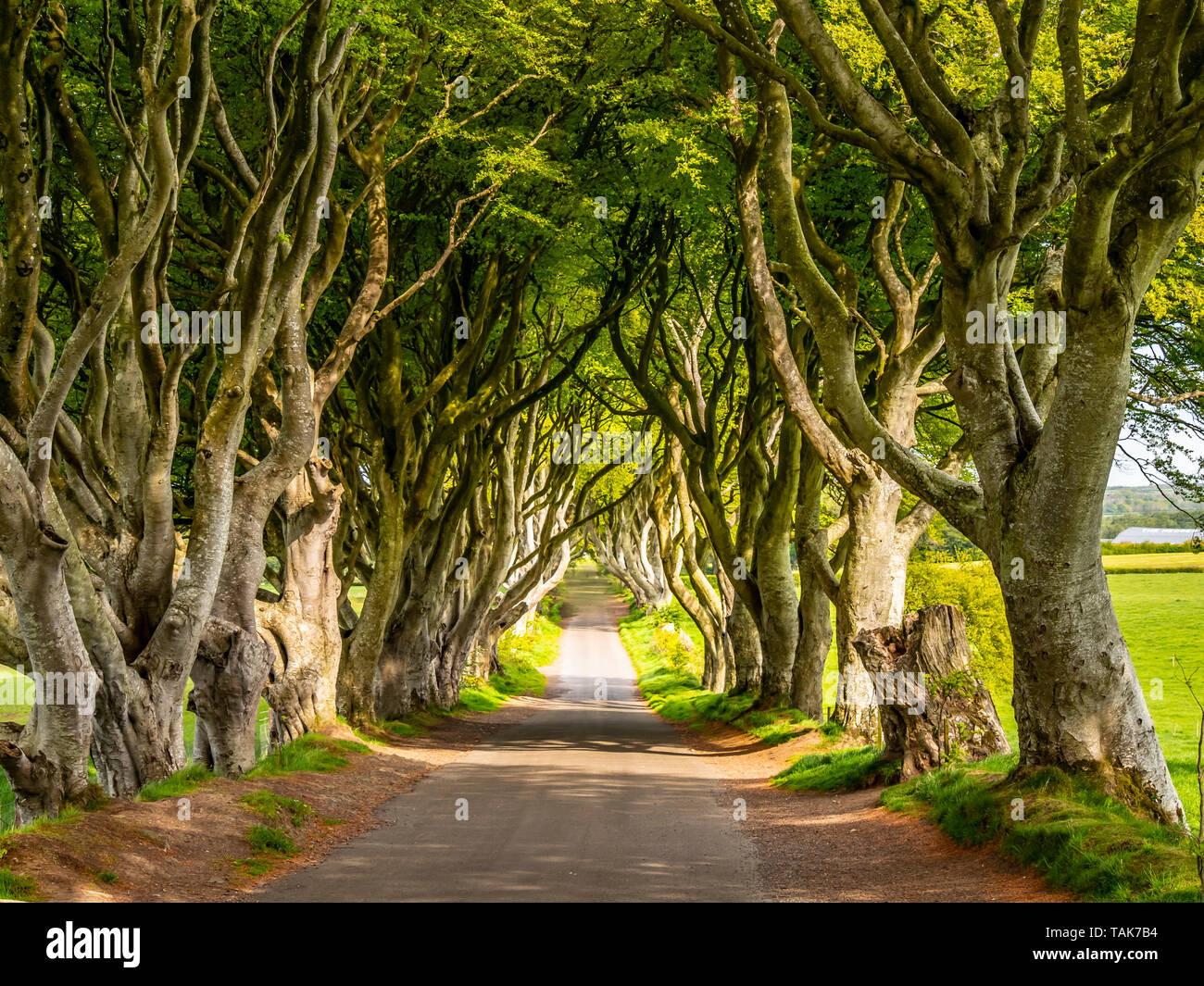 The Dark Hedges - a famous location in Northern Ireland - travel ...
