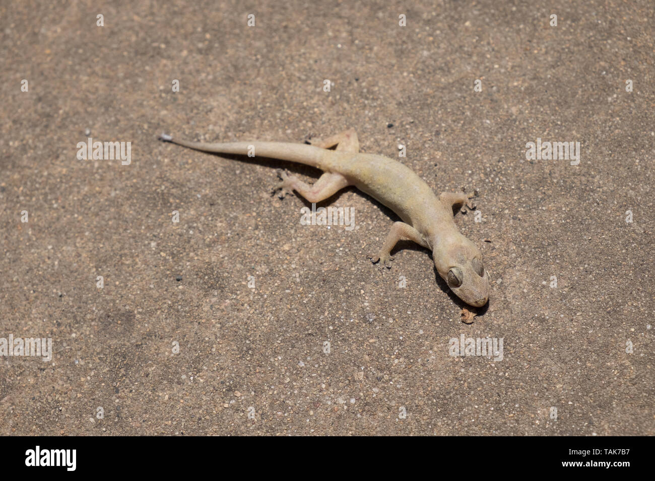 Close-Up images of asia small dead lizard Stock Photo - Alamy