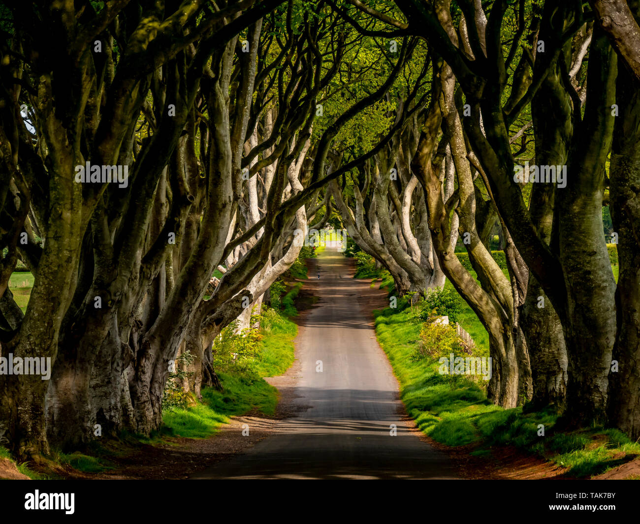 The Dark Hedges - a famous location in Northern Ireland - travel ...