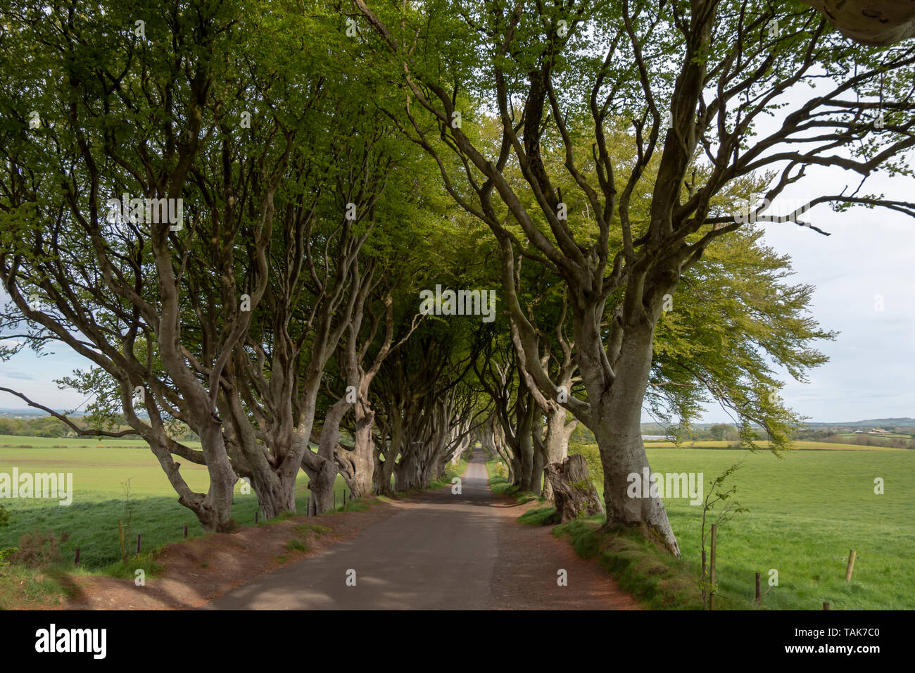 The Dark Hedges - a famous location in Northern Ireland - travel ...