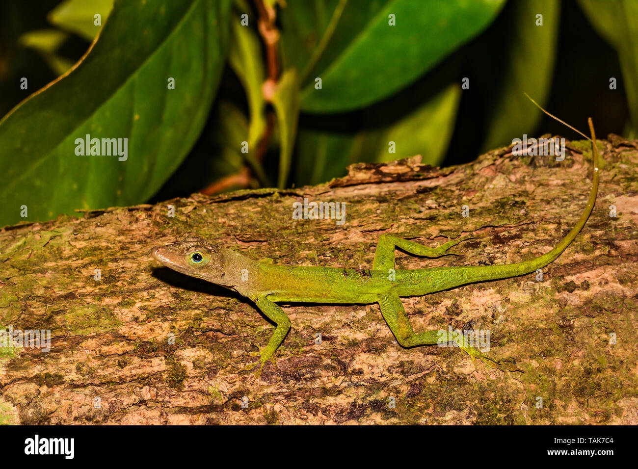 St lucia caribbean wildlife hi-res stock photography and images - Alamy