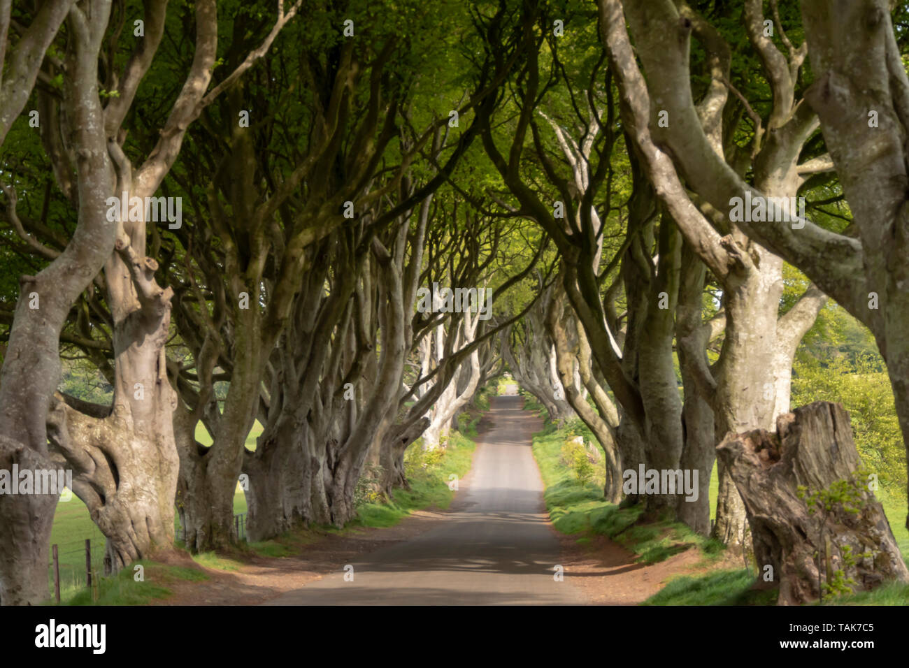 The Dark Hedges - a famous location in Northern Ireland - travel ...