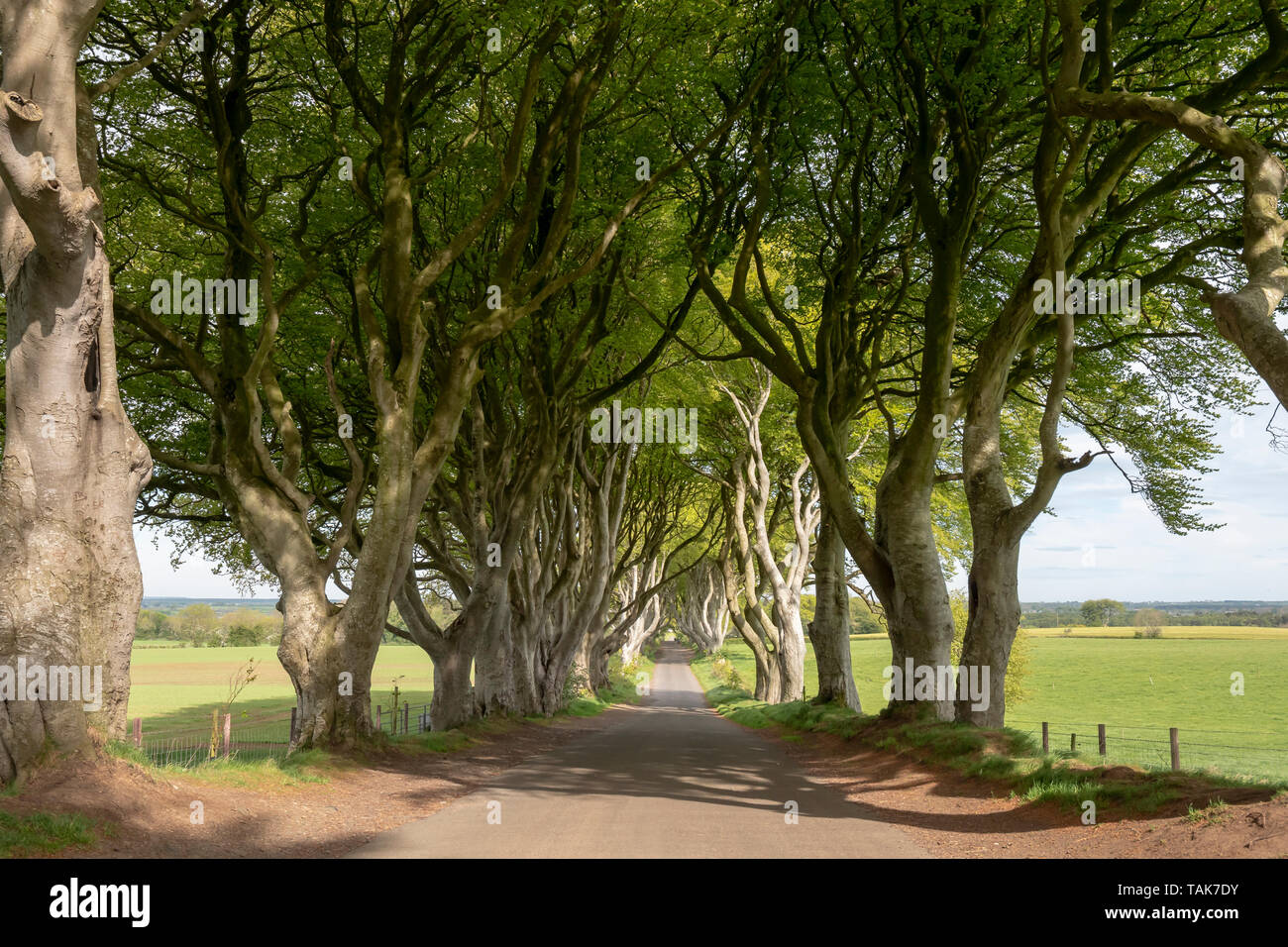 The Dark Hedges - a famous location in Northern Ireland - travel ...