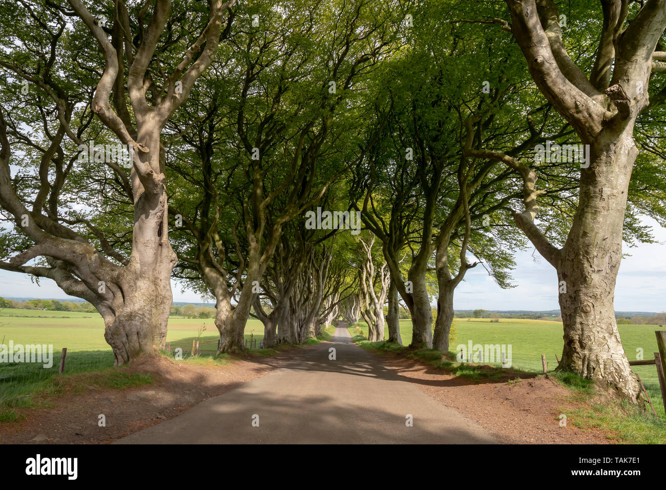 The Dark Hedges - a famous location in Northern Ireland - travel ...