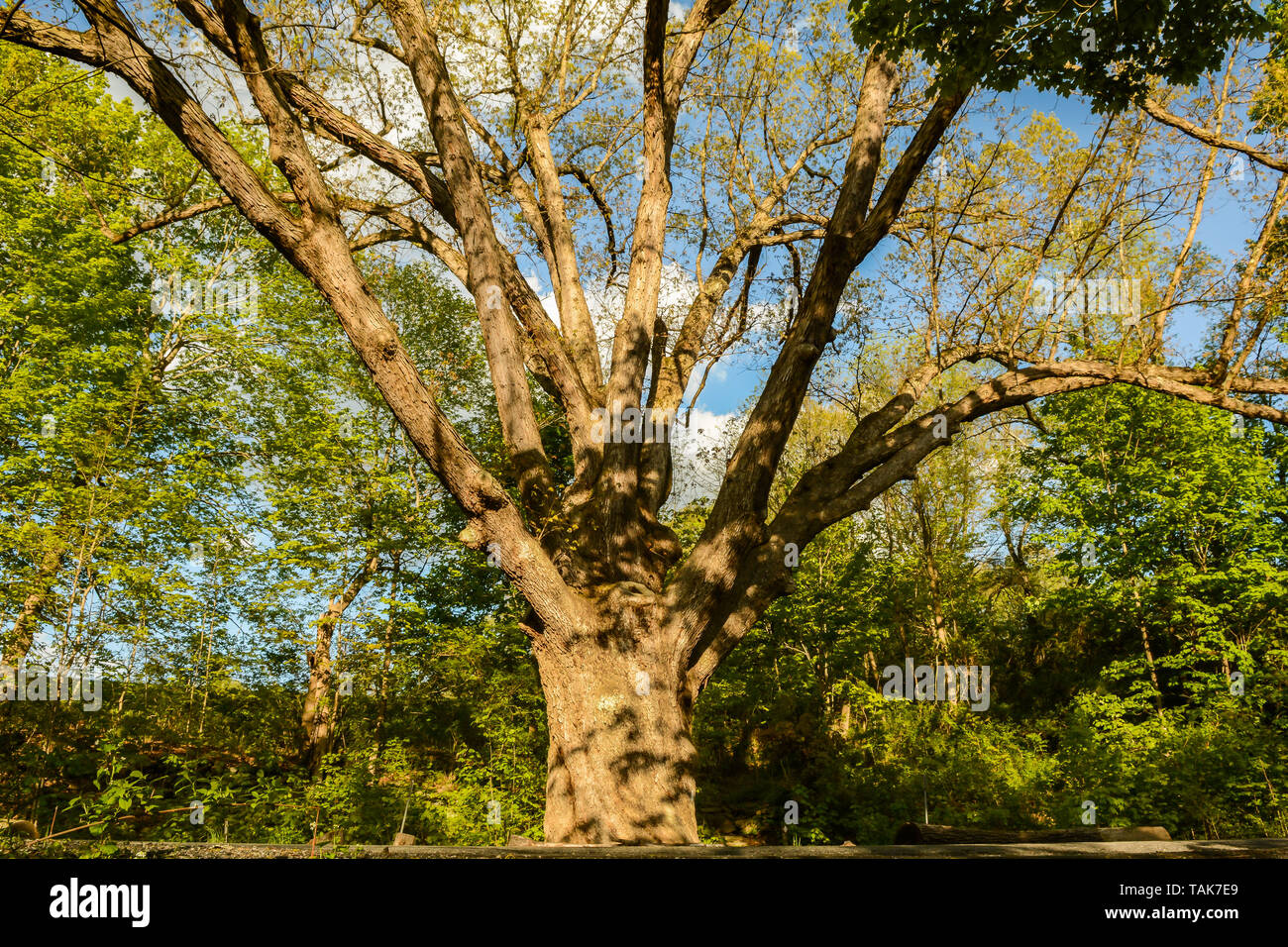 The Dover Oak Tree in Pawling New York Stock Photo - Alamy