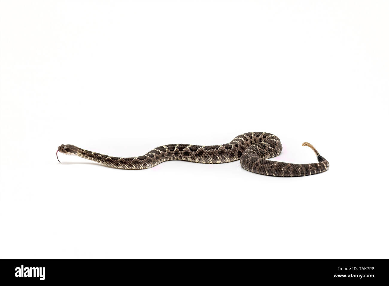 Desert Rattlesnake Drawing