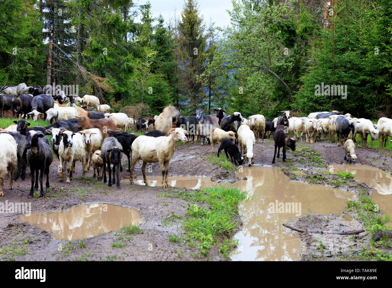 A flock of sheep grazing after a heavy rain on a hill of mountain green ...