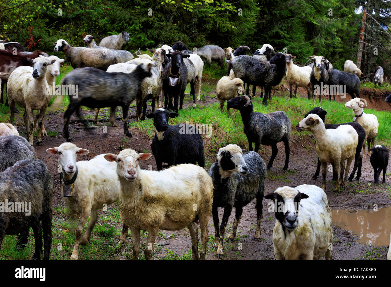 Sheep herd rain hi-res stock photography and images - Alamy