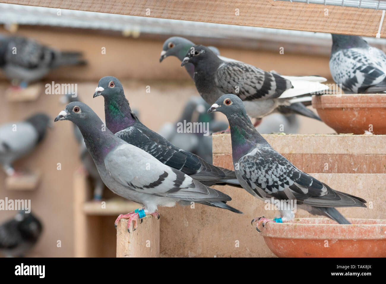 Messenger pigeons hi-res stock photography and images - Alamy