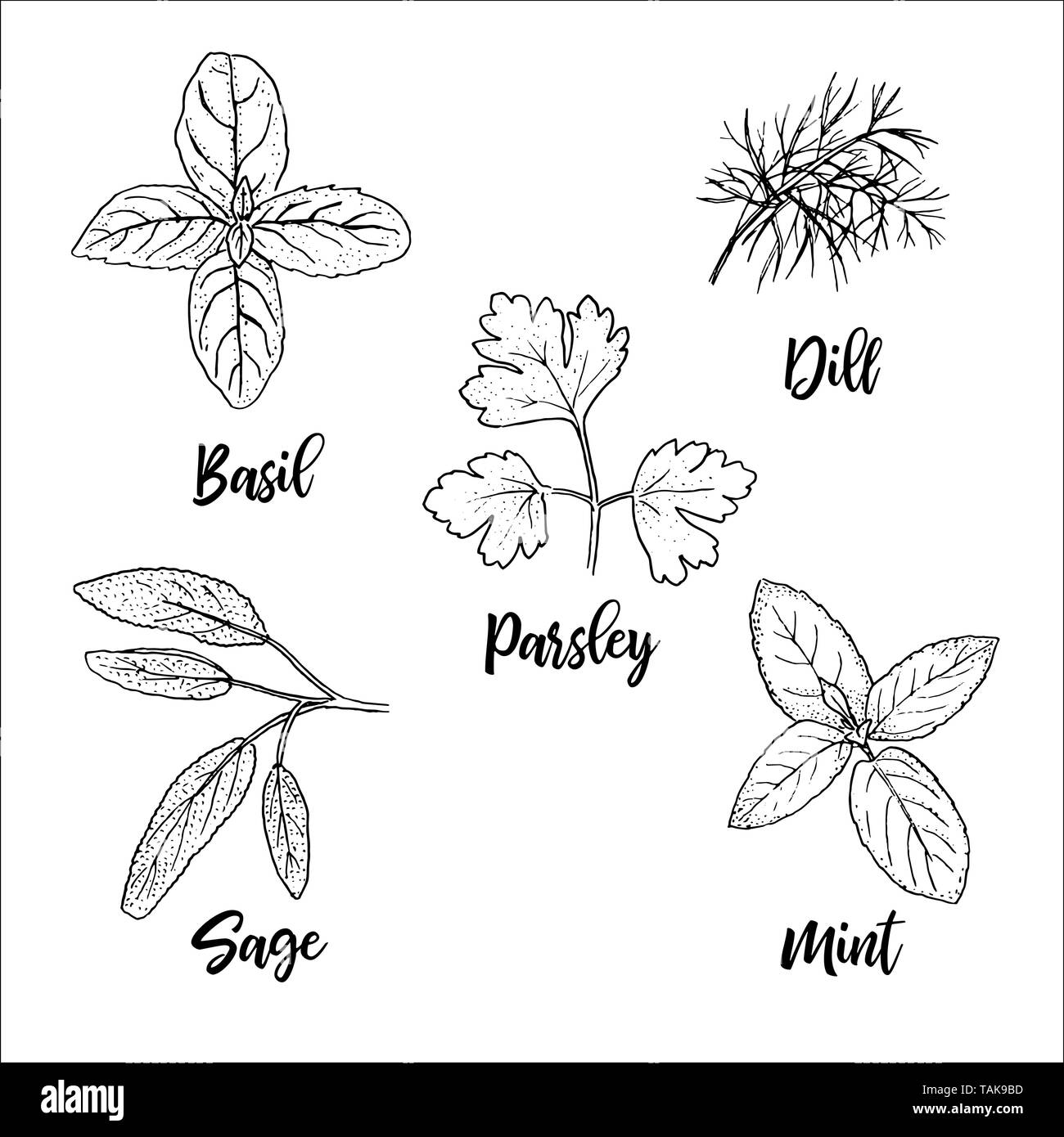 Sage vector culinary herb Black and White Stock Photos & Images - Alamy