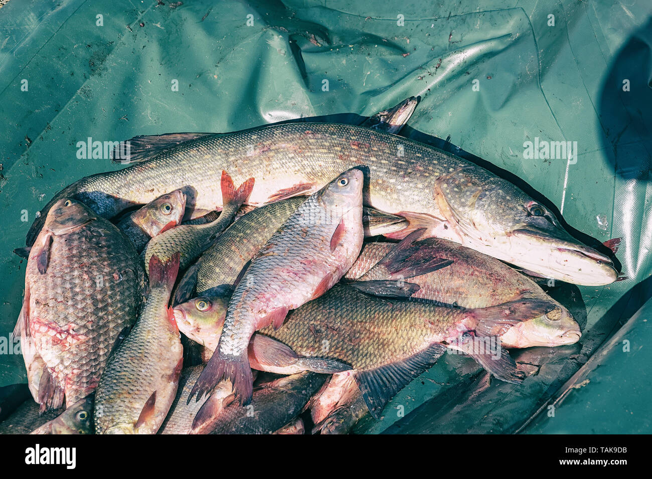 Many river fish. Freshwater fish - Carp, roach, Rudd, pike , bream ...