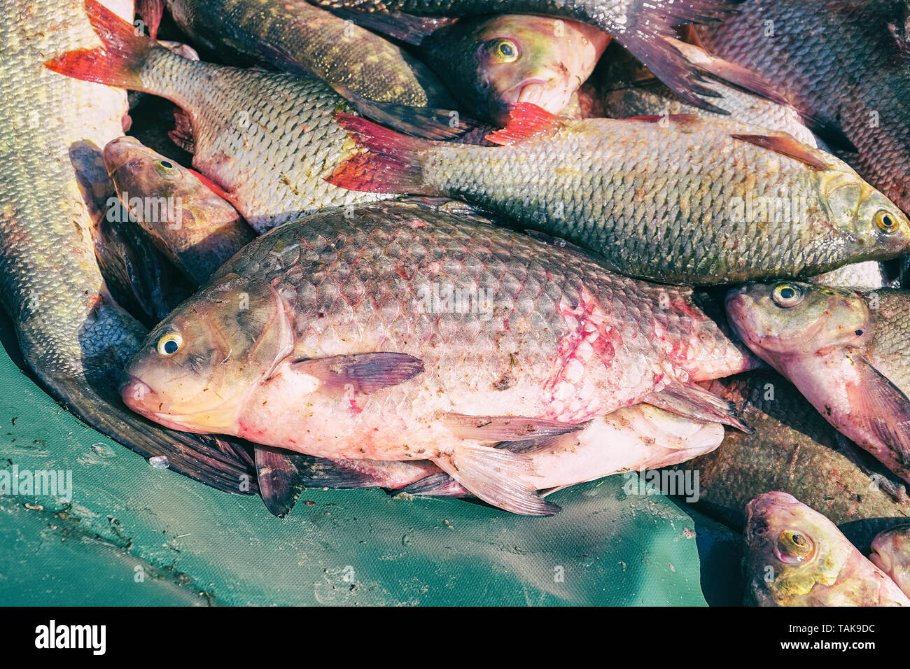 Many river fish. Freshwater fish - Carp, roach, Rudd, pike , bream ...