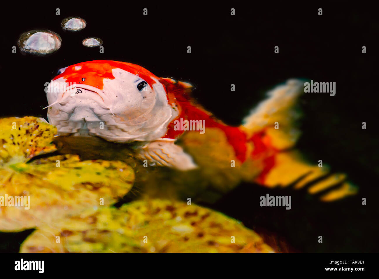 Grumpy looking large koi carp fish with three bubbles of water and ...