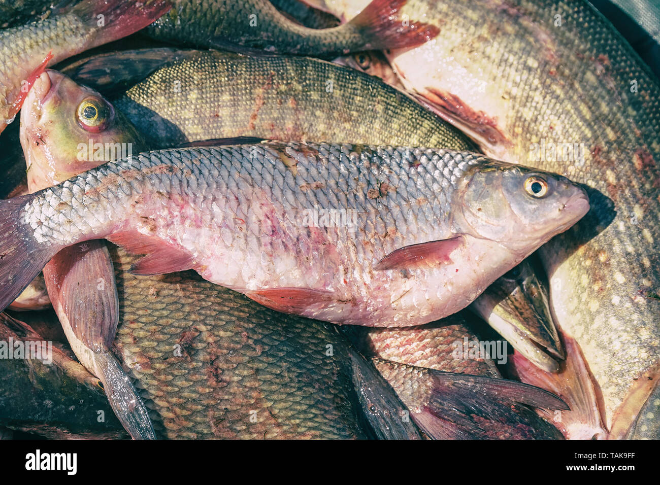 Many river fish. Freshwater fish - Carp, roach, Rudd, pike , bream ...