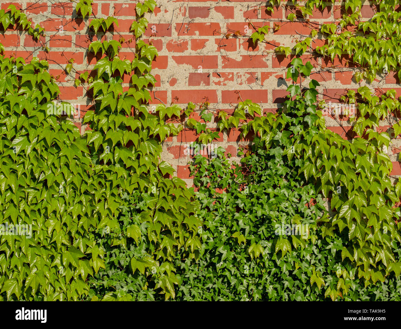 Image of red brick wall covered with wild green vine grapes Stock Photo ...