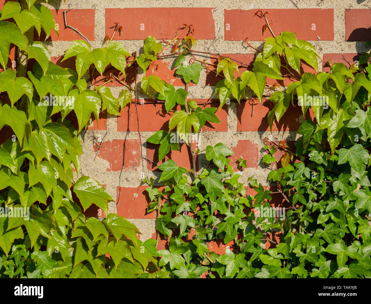 Image of red brick wall covered with wild green vine grapes Stock Photo ...