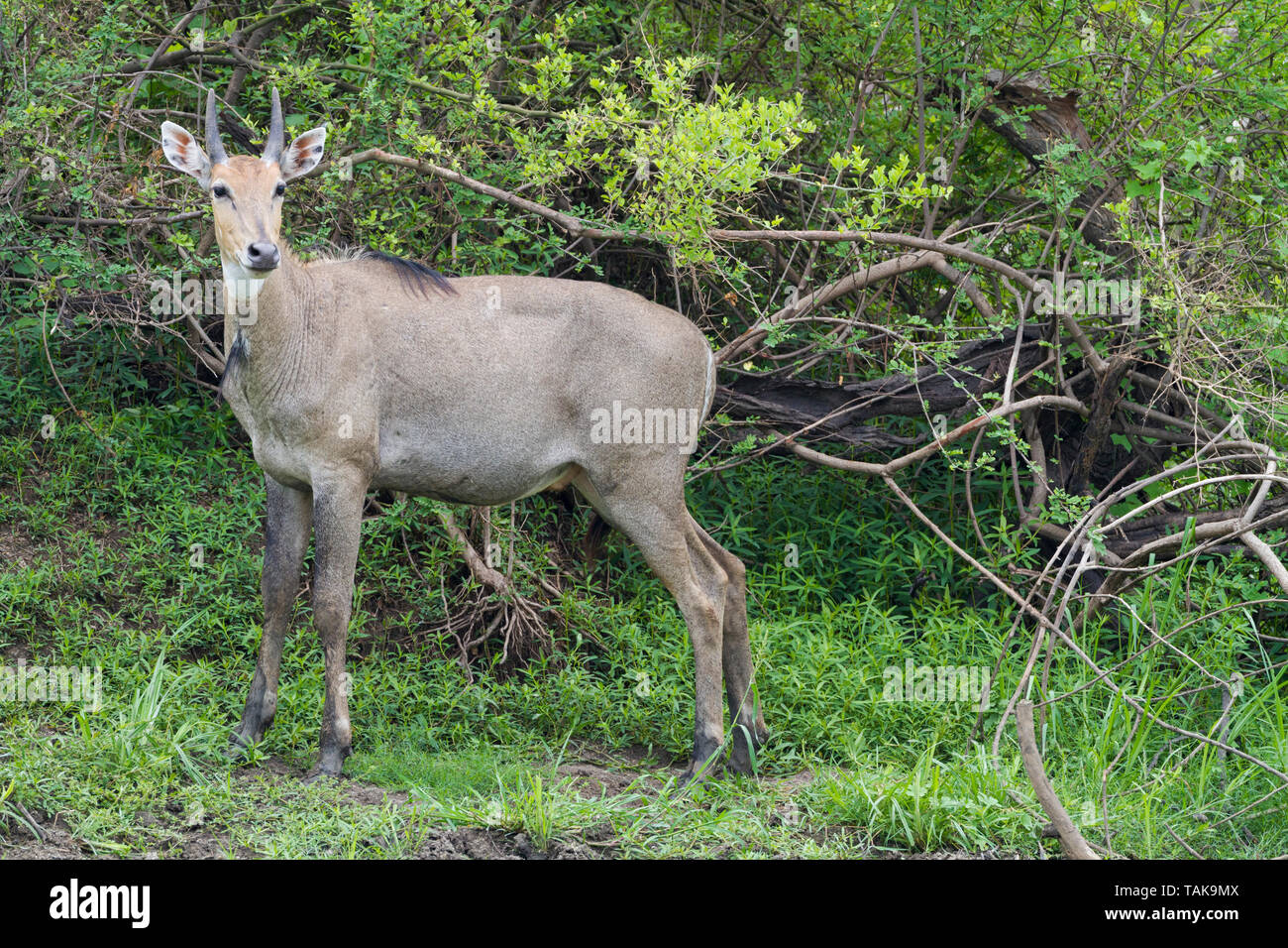 Nilgai (Boselaphus tragocamelus) male portrait. Keoladeo National Park ...