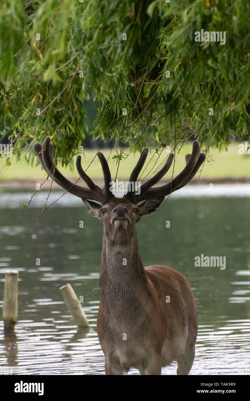 Willow stag hi-res stock photography and images - Alamy