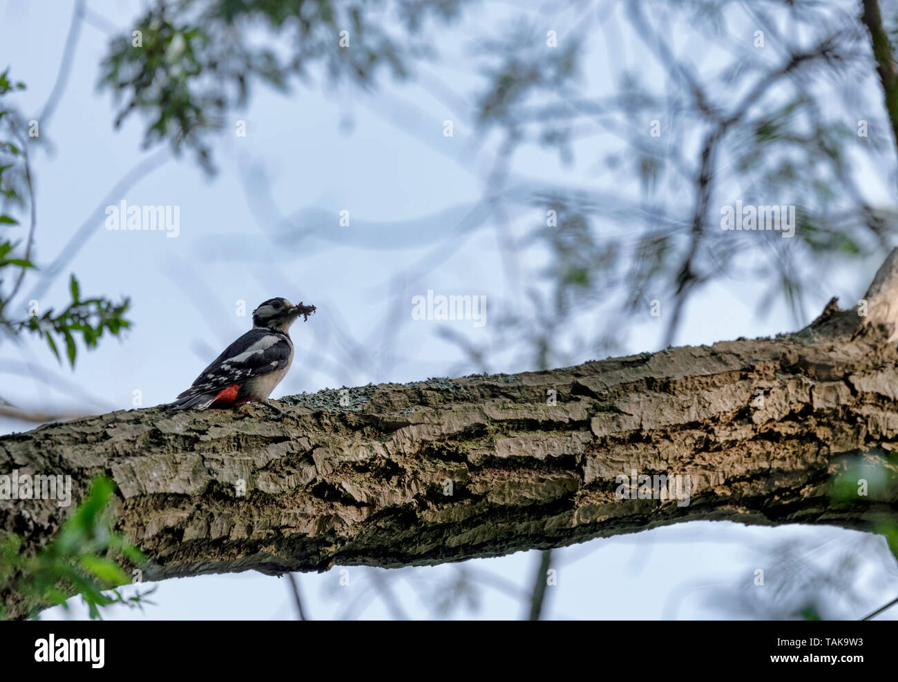 Woodpecker Dendrocopus major feeding young birds Stock Photo - Alamy