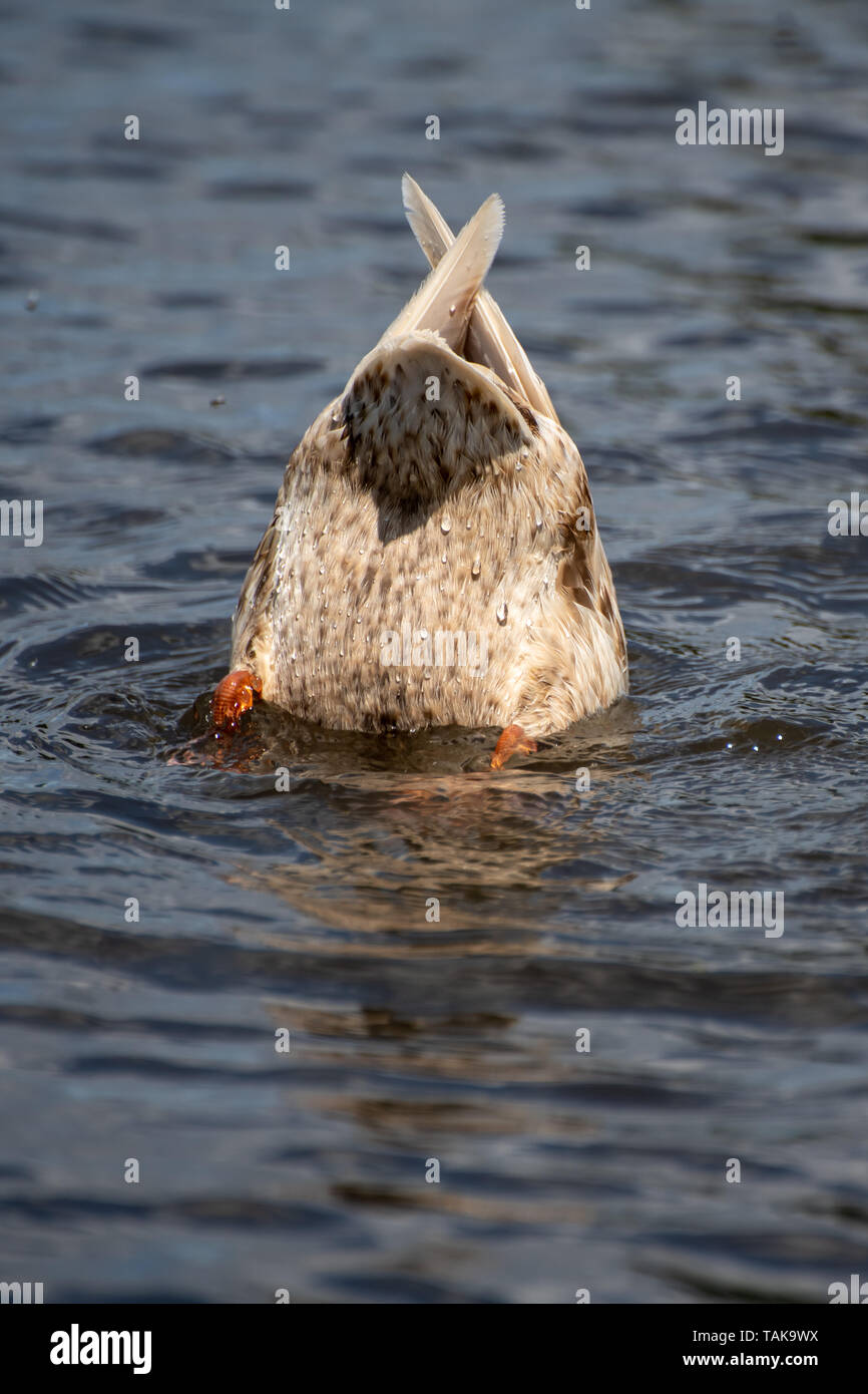 Duck driving hi-res stock photography and images - Alamy