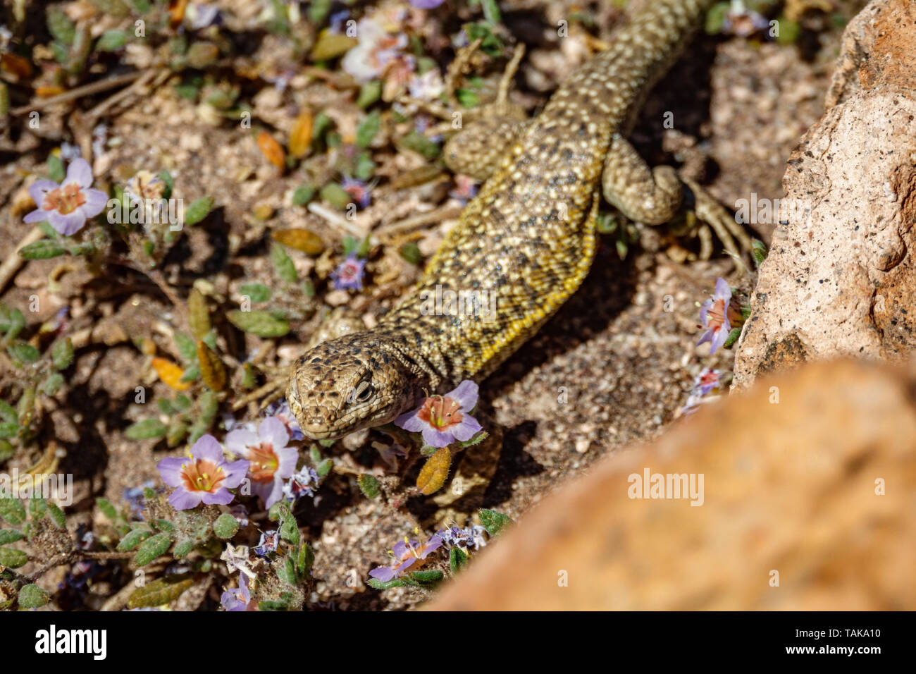 Atacama desert lizard hi-res stock photography and images - Alamy