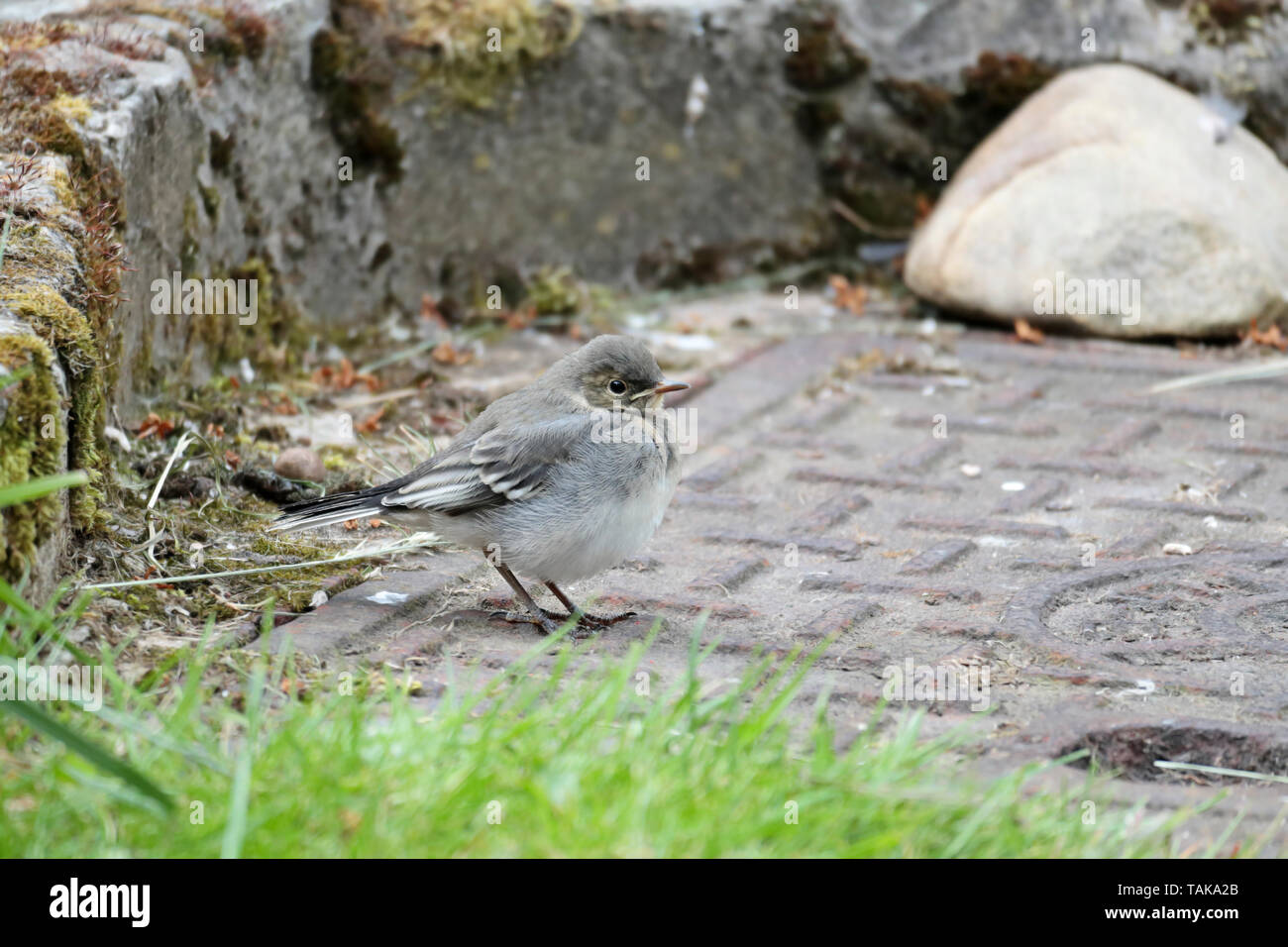 Manhole cover hi-res stock photography and images - Alamy