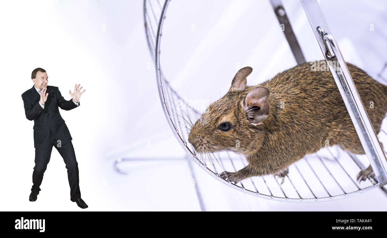Terrified businessman standing near huge rat. Abstract photo Stock ...
