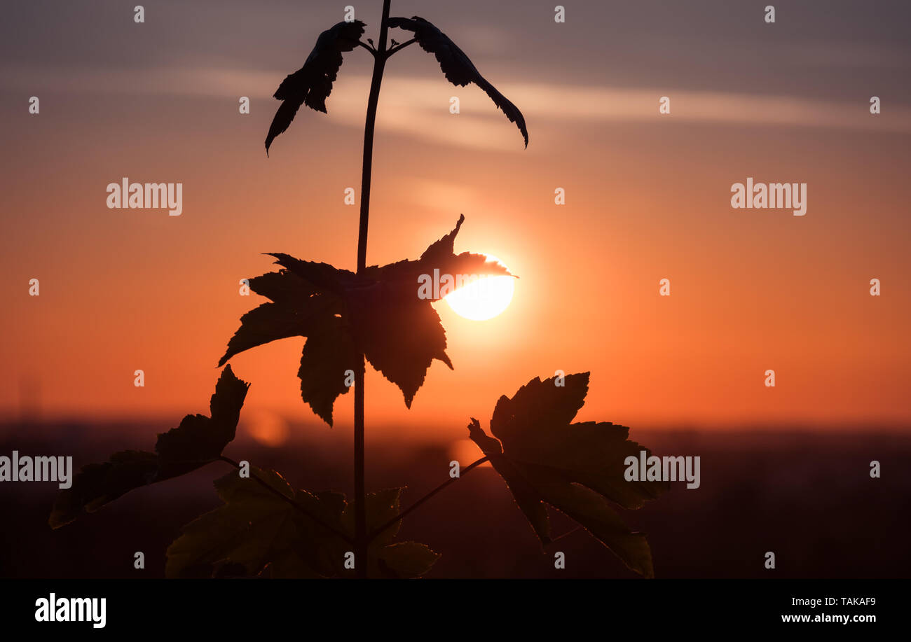 Image of a plant silhouette during sunset. Background Stock Photo - Alamy