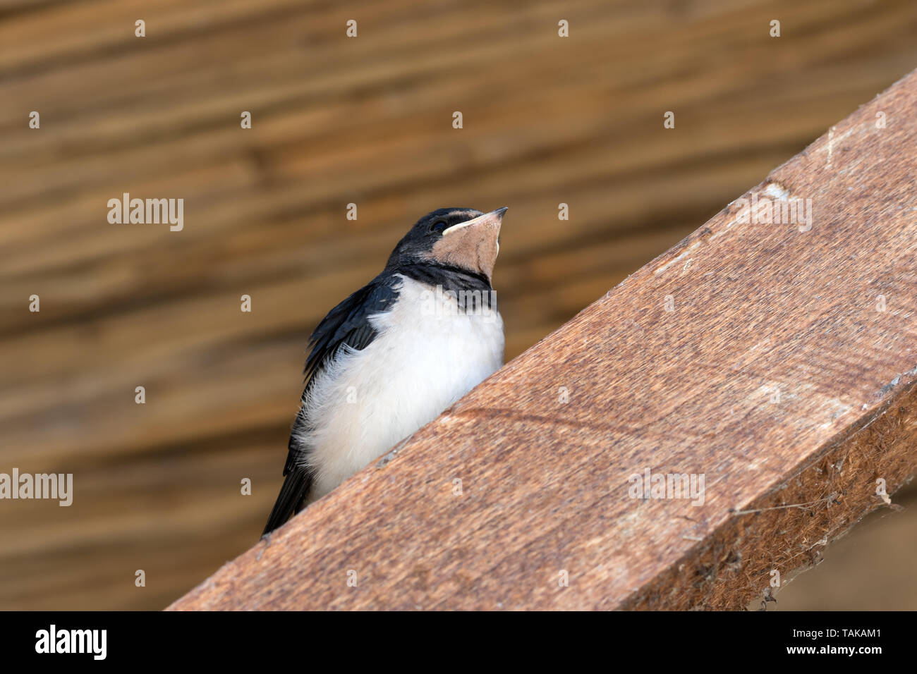 Young bird of swallow sits on wooden beam under roof Stock Photo - Alamy