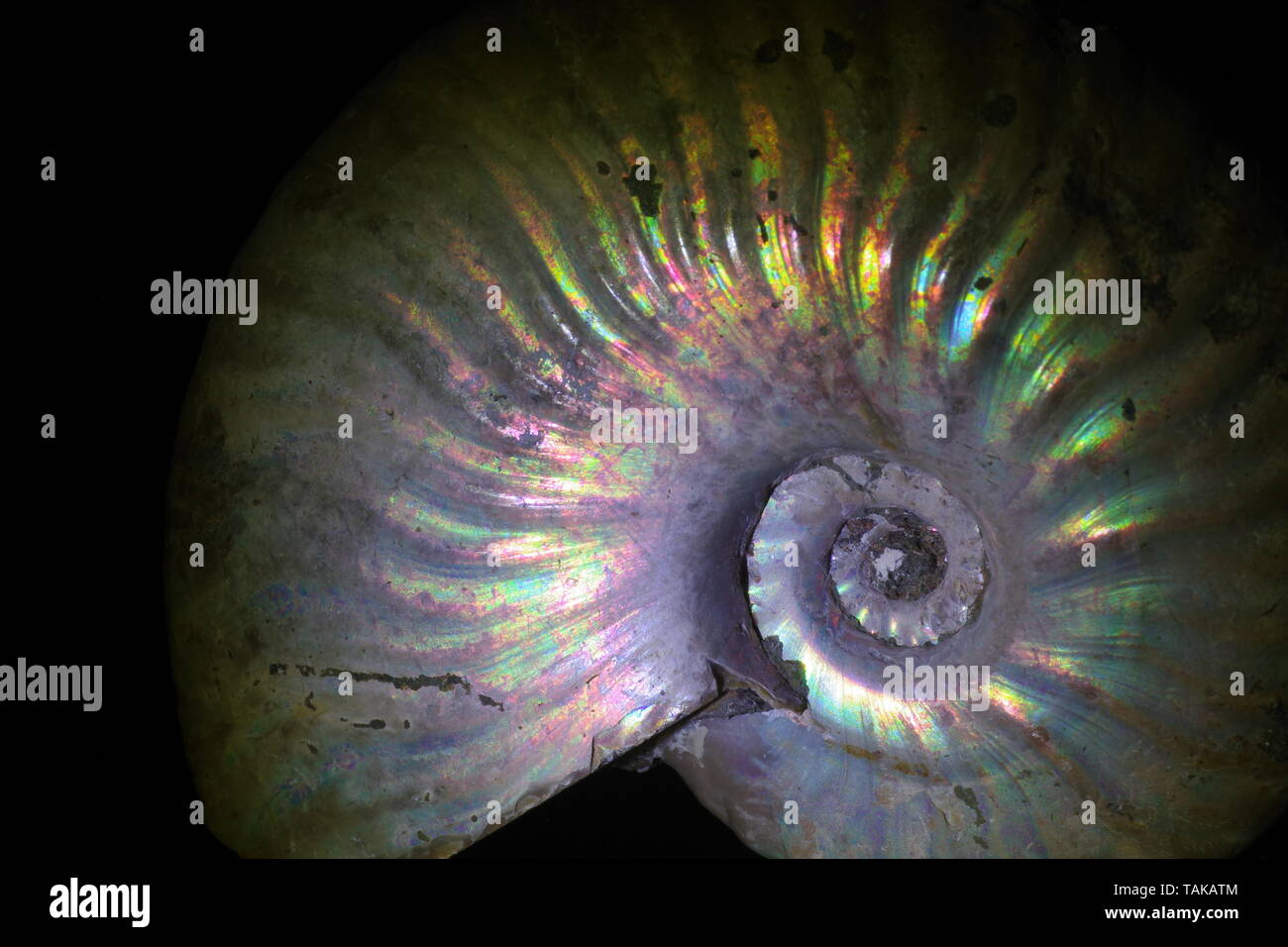 Ammolite hi-res stock photography and images - Alamy
