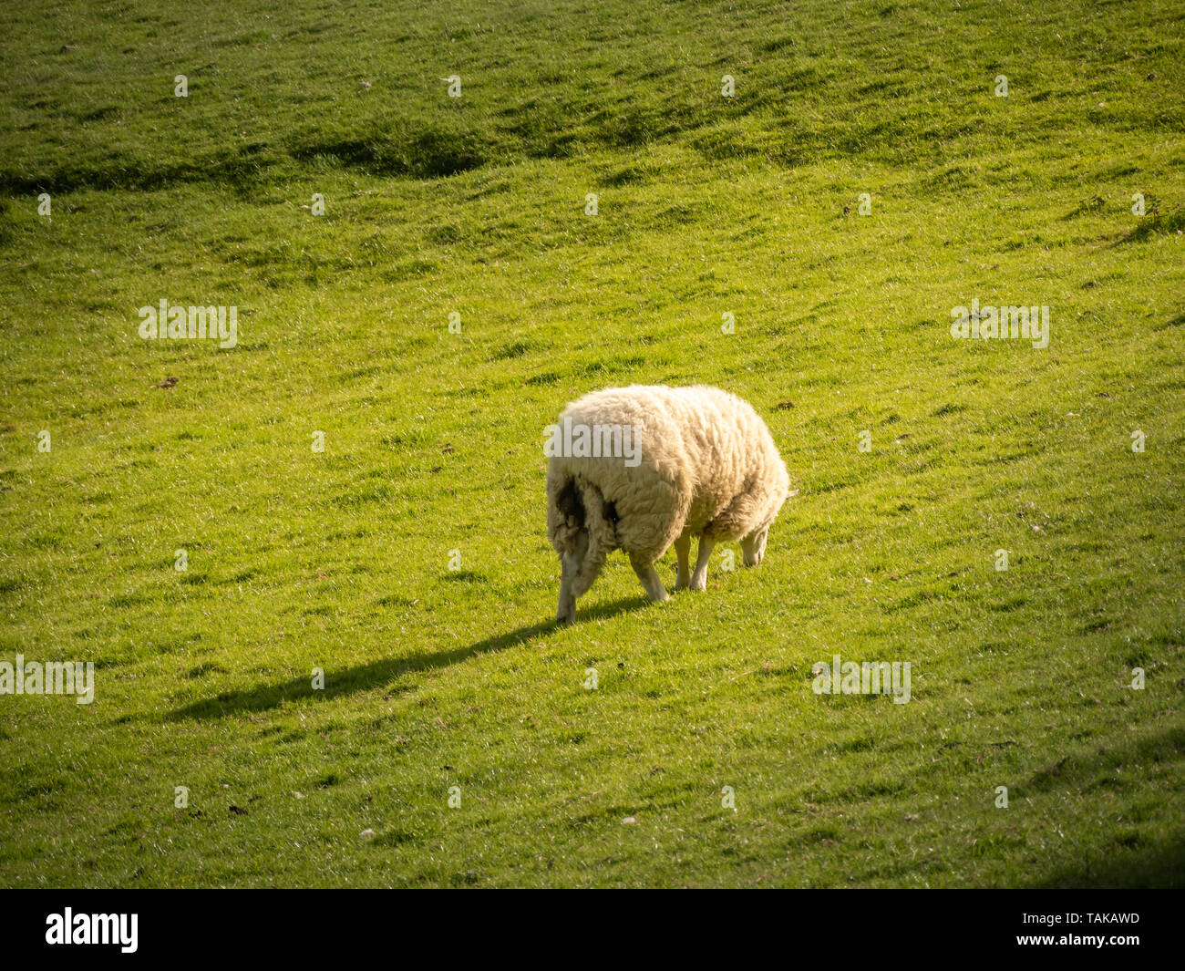 Sheeps grassing in green grass hi-res stock photography and images - Alamy