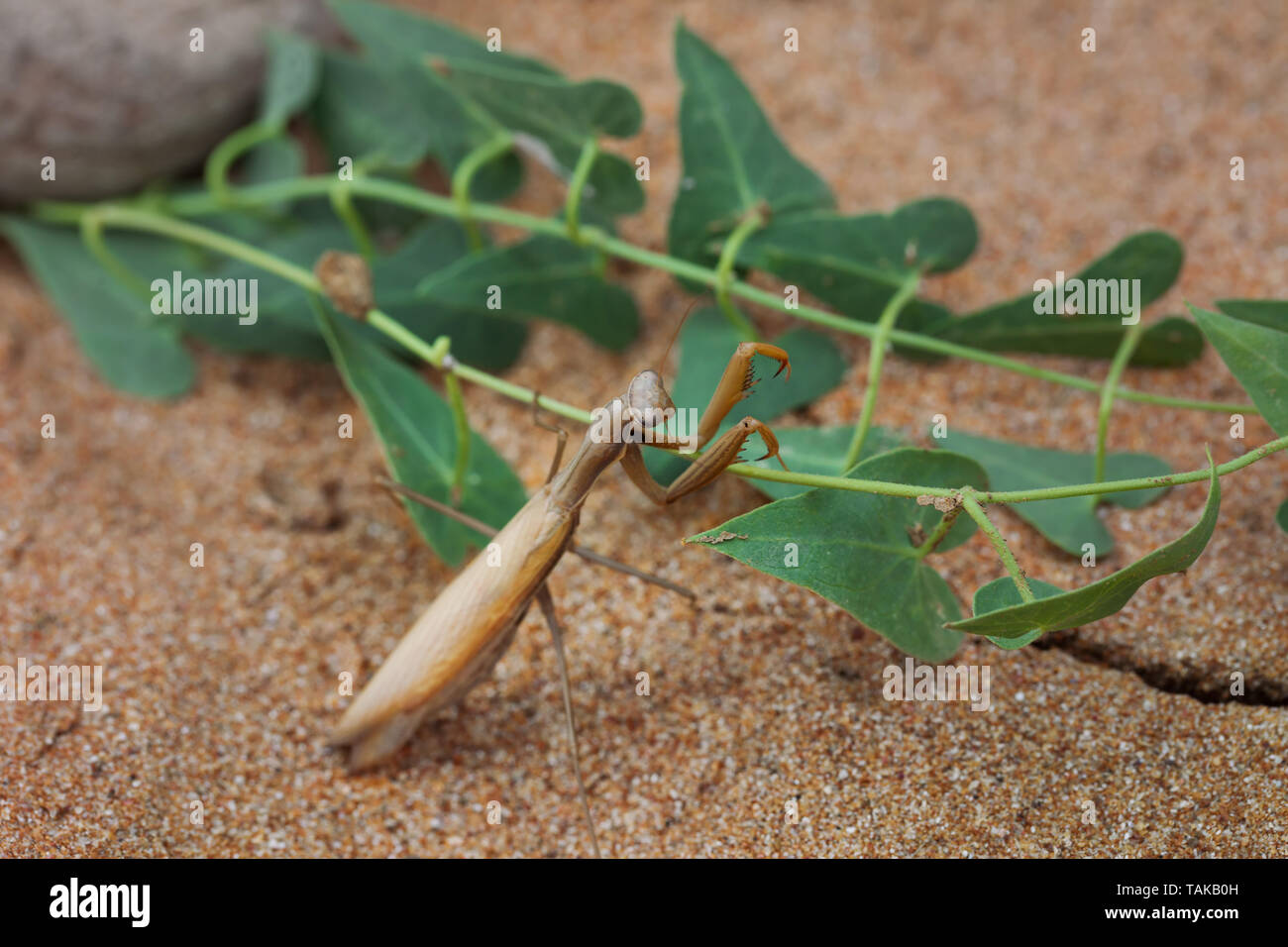 Mantis on the sand hi-res stock photography and images - Alamy