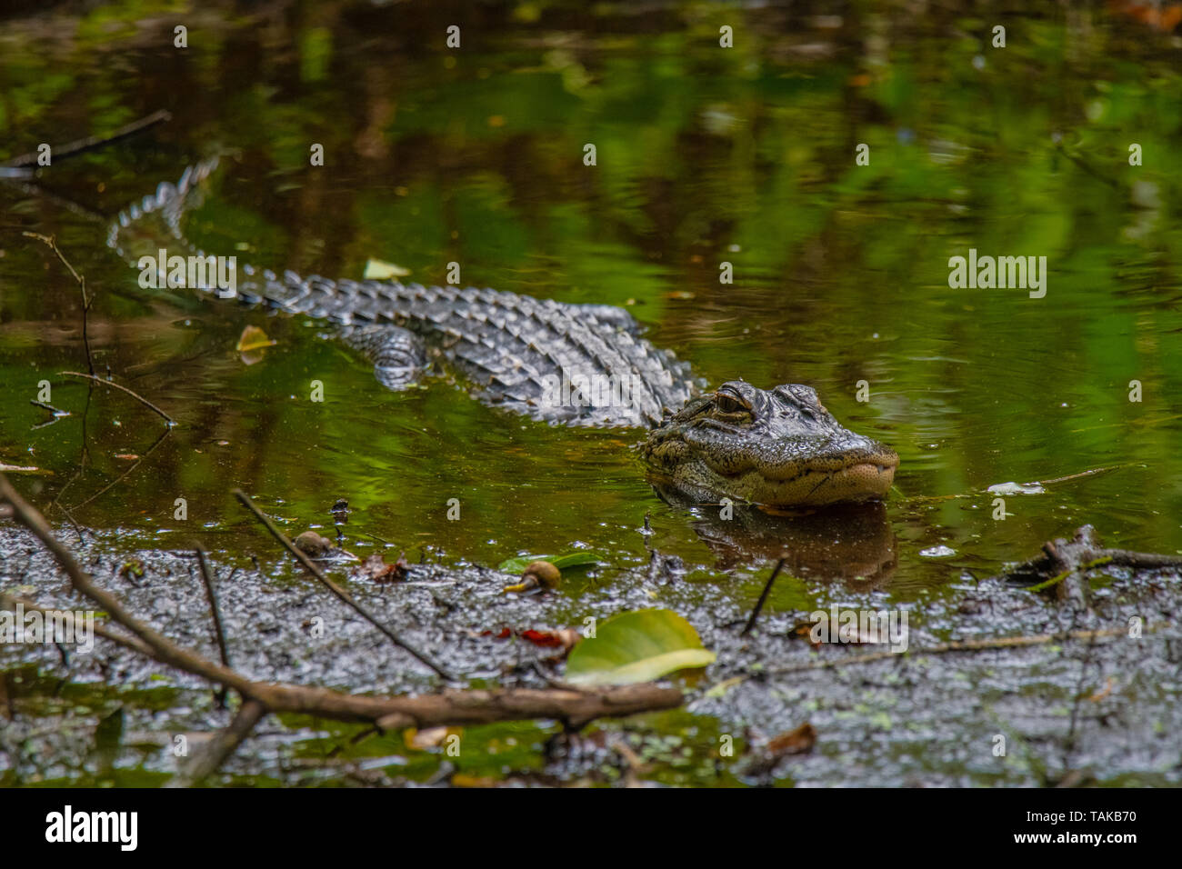 Alligator in the swamp Stock Photo - Alamy