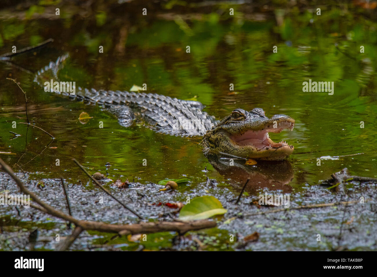 Alligator in the swamp Stock Photo - Alamy