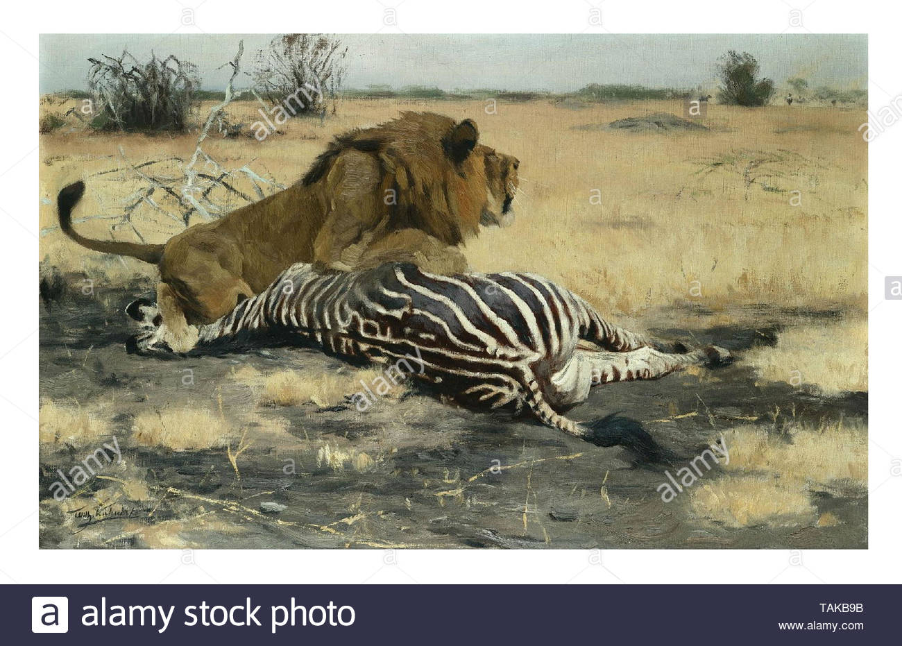 Lion Hunting Zebra High Resolution Stock Photography and Images - Alamy