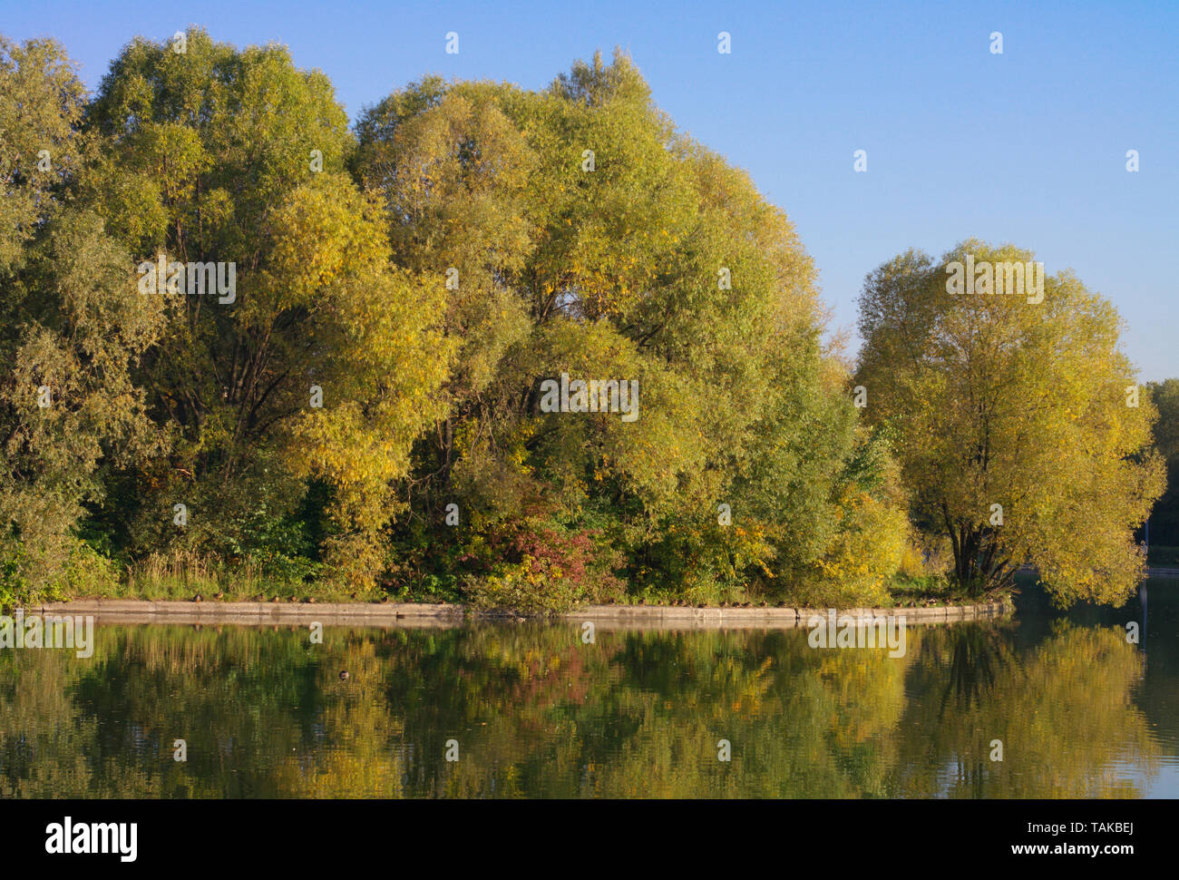 Foundation of the tree of gold hi-res stock photography and images - Alamy