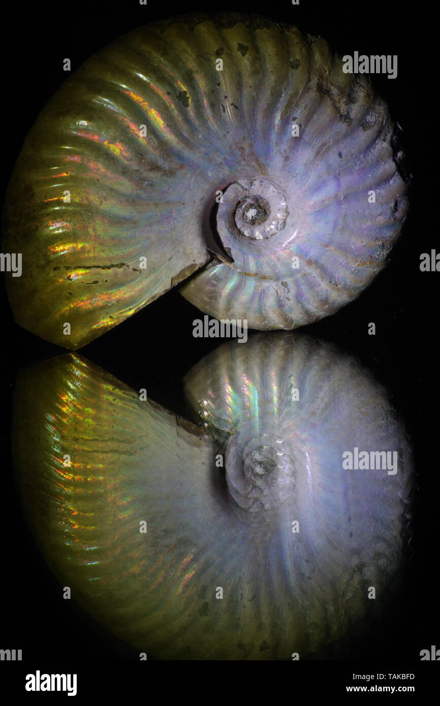Ammolite iridescent hi-res stock photography and images - Alamy