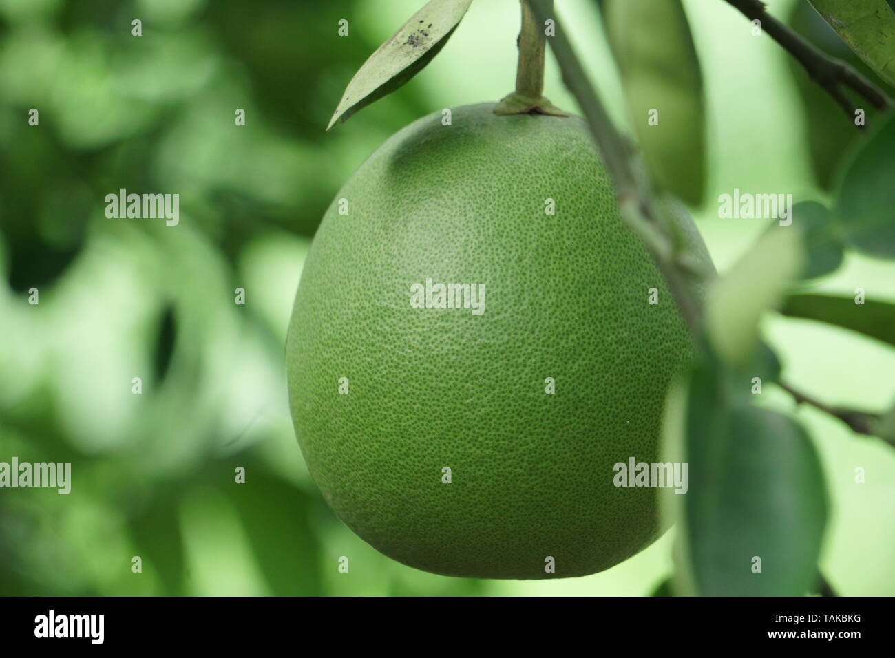 Fruit pummelo tree in Bangladeshi Jambura or Batabinebu Stock Photo - Alamy