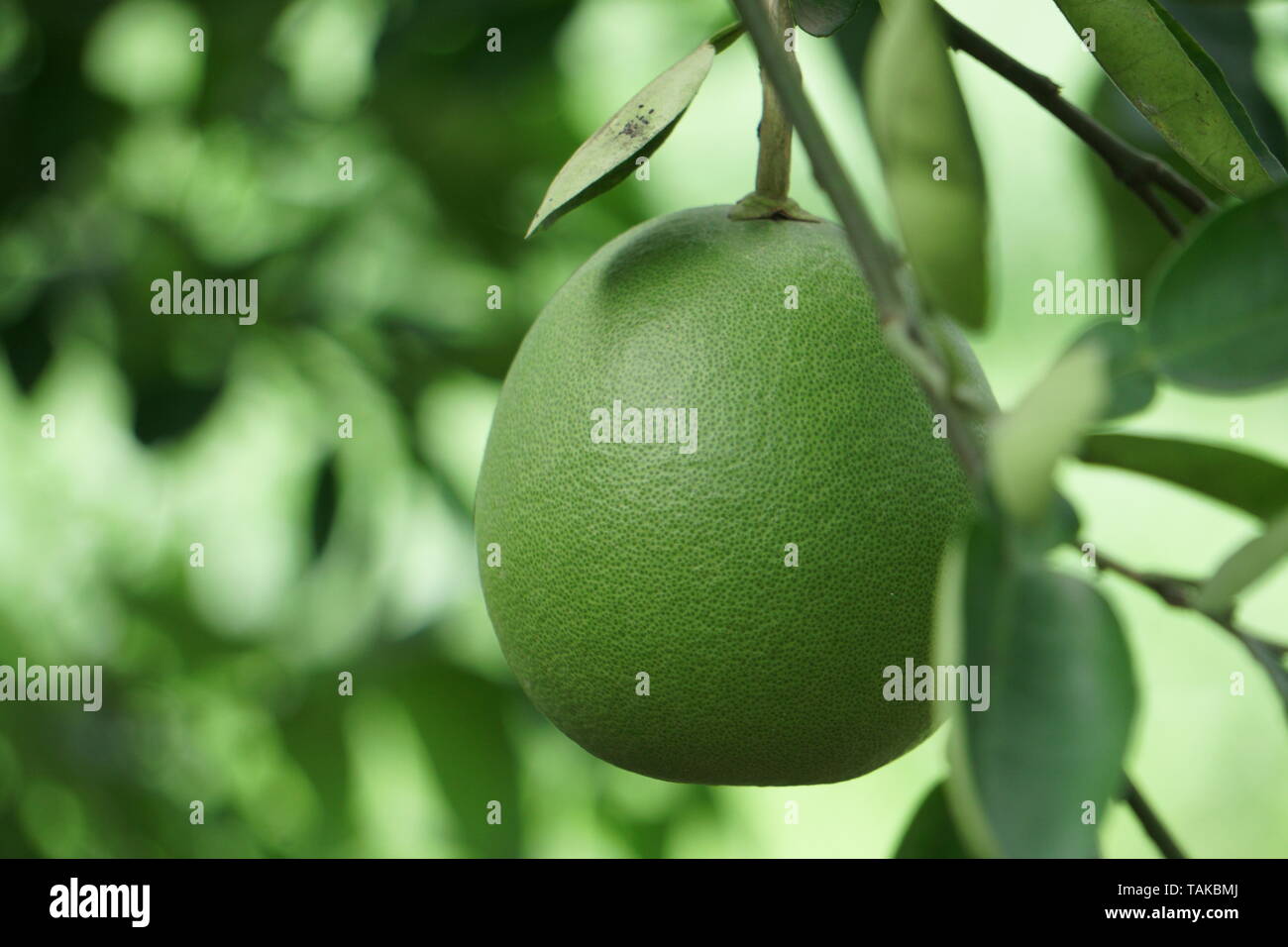 Pummelo or Shaddock- natural (non-hybrid) citrus fruit, similar in ...