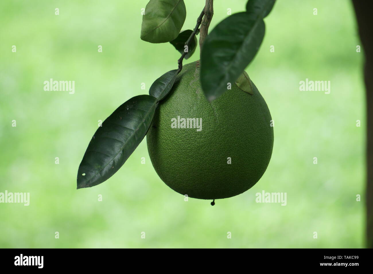 Pomelo tree hi-res stock photography and images - Alamy