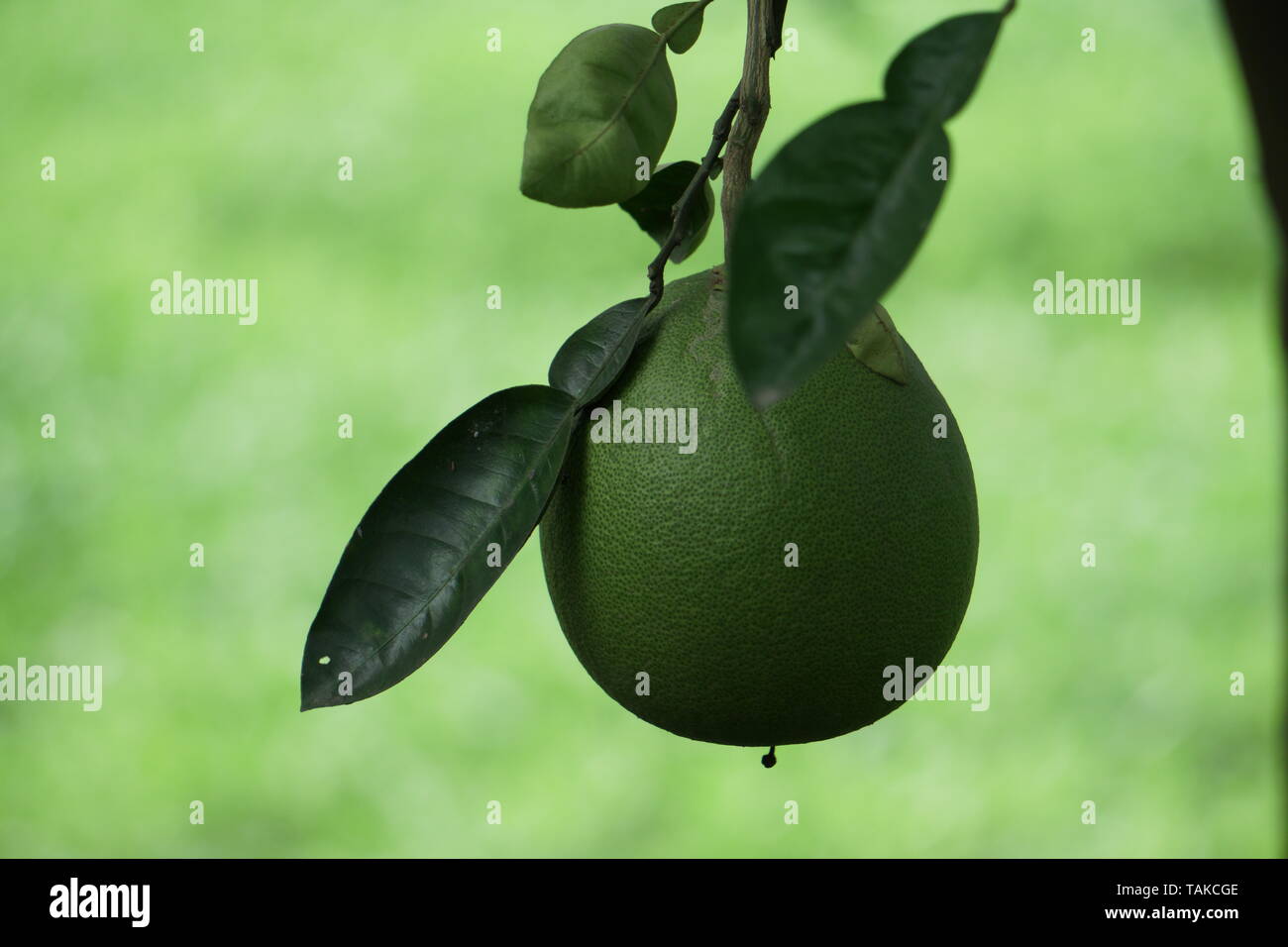 Pomelo fruit hanging on the tree and Beautiful Blur Background Stock ...